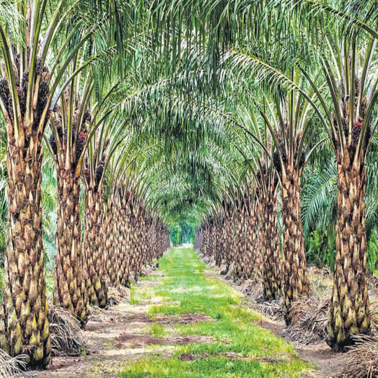 Telangana invests heavily in Oil Palm cultivation; eyes to be fifth ...